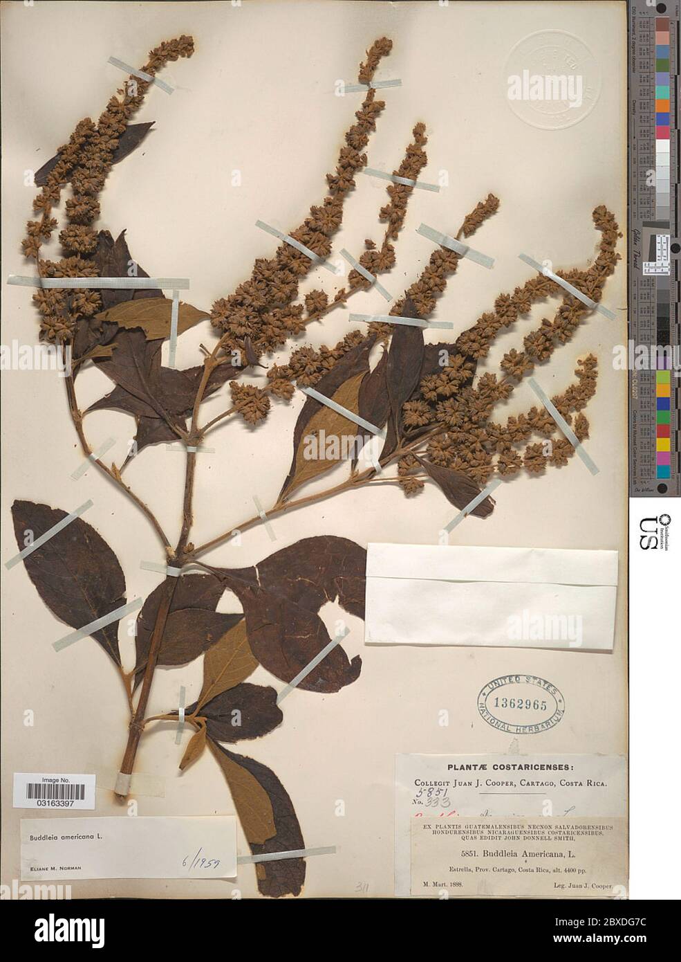 Buddleja americana L Buddleja americana L Stock Photo - Alamy