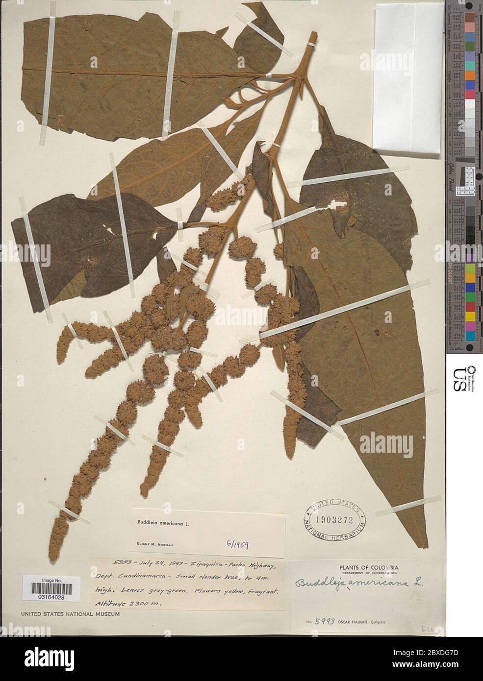 Buddleja americana L Buddleja americana L Stock Photo - Alamy