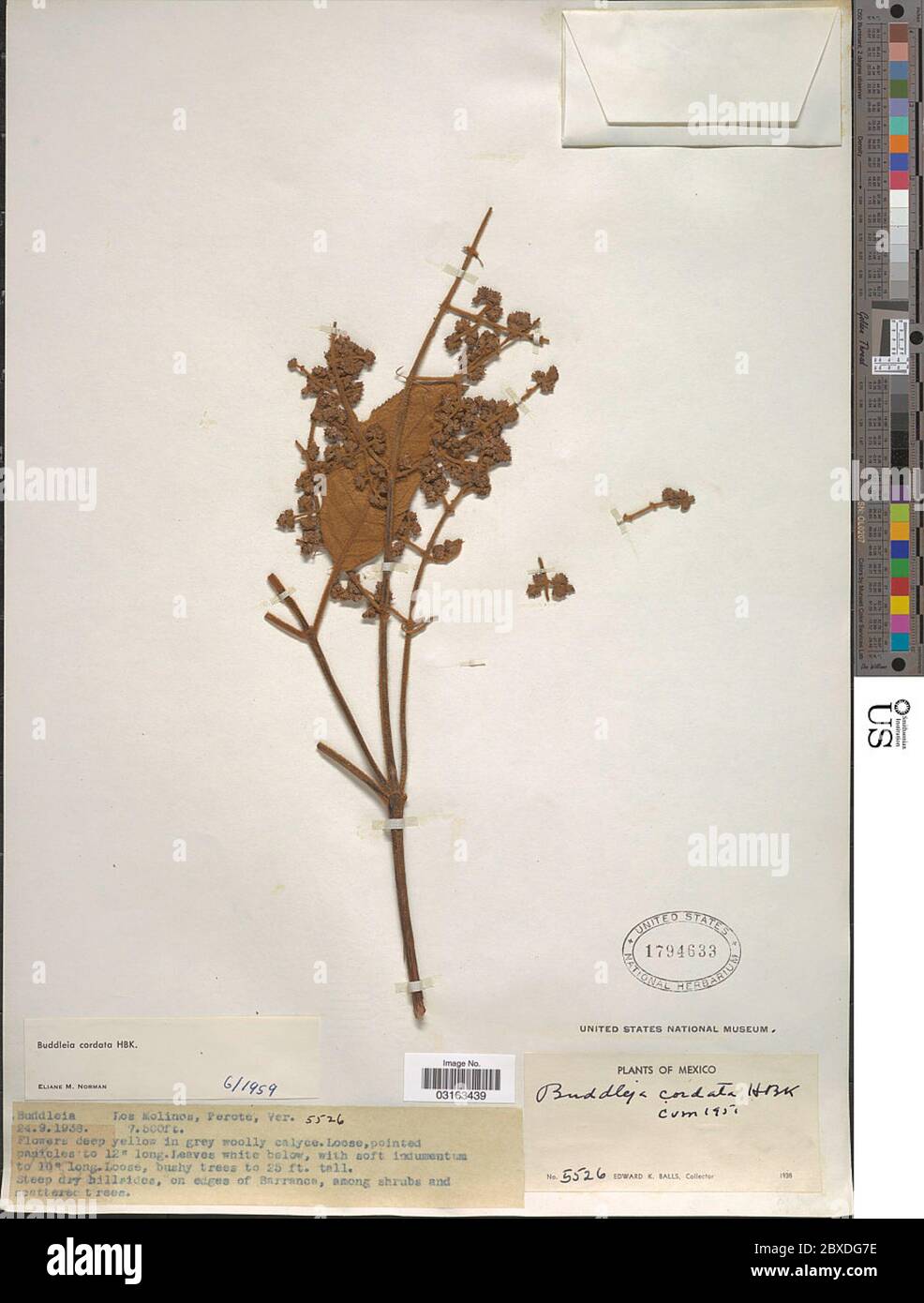 Buddleja cordata Kunth Buddleja cordata Kunth Stock Photo - Alamy