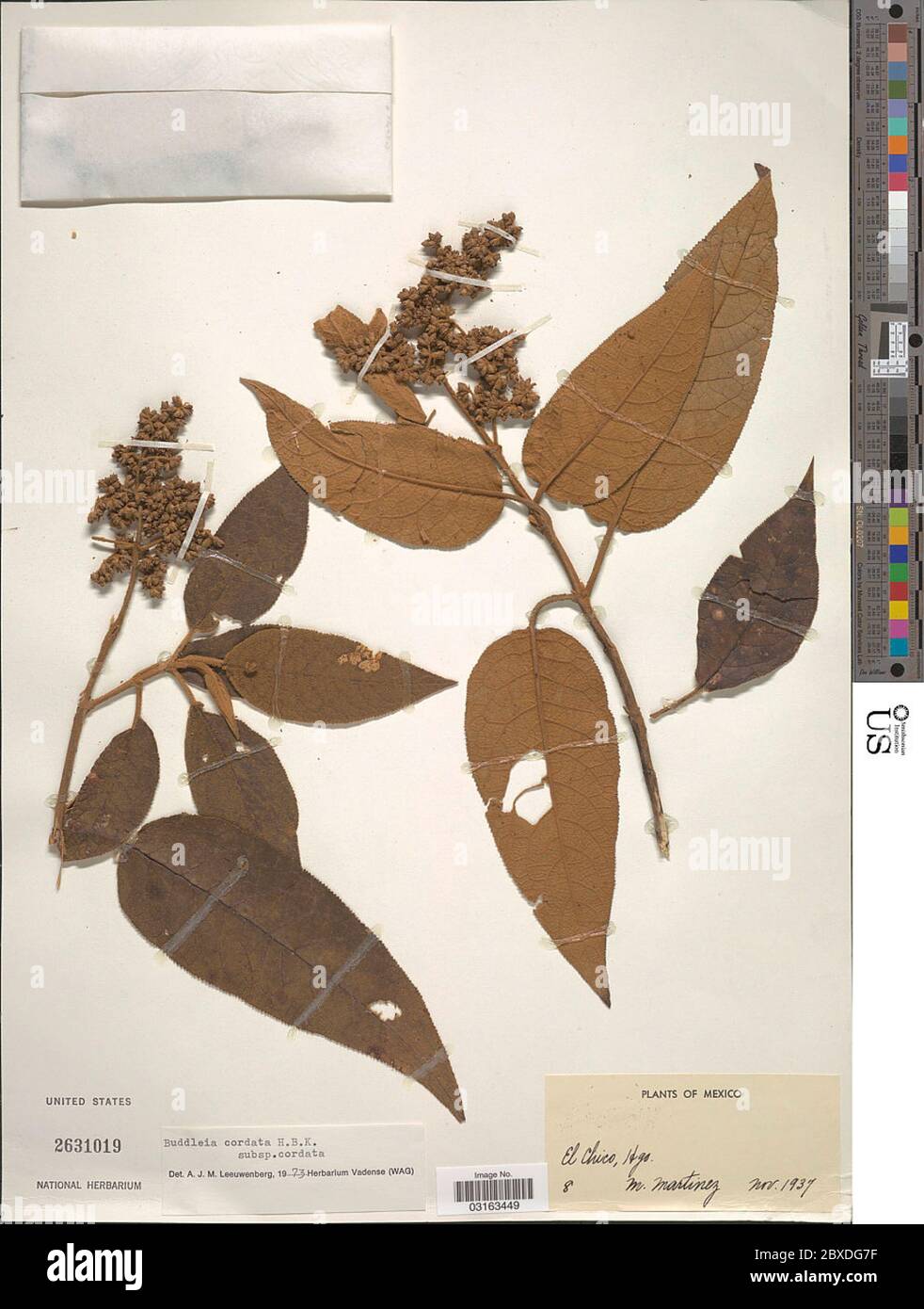 Buddleja cordata Kunth Buddleja cordata Kunth Stock Photo - Alamy