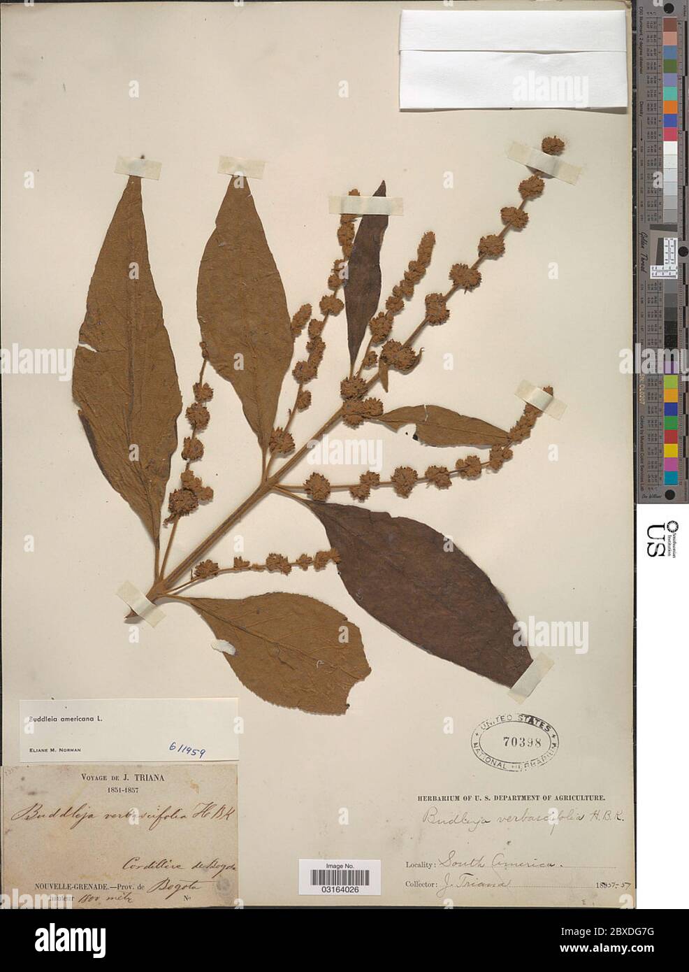 Buddleja americana L Buddleja americana L Stock Photo - Alamy