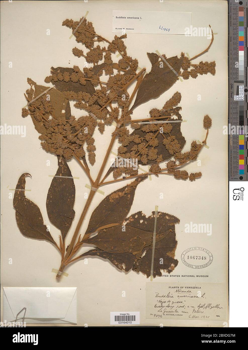 Buddleja americana L Buddleja americana L Stock Photo - Alamy