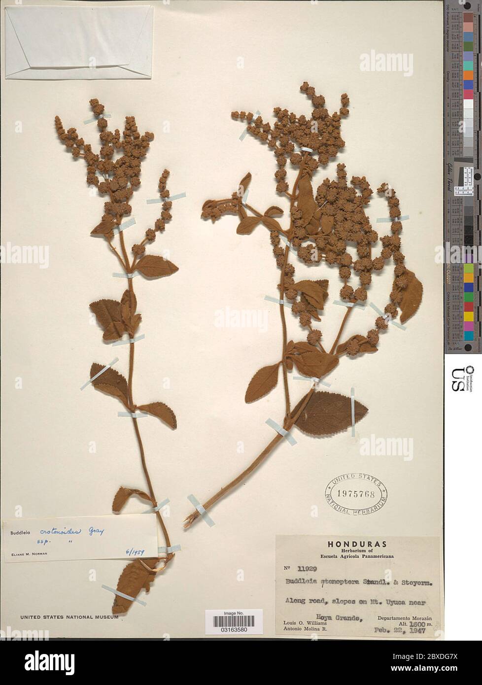 Buddleja crotonoides A Gray Buddleja crotonoides A Gray Stock Photo - Alamy