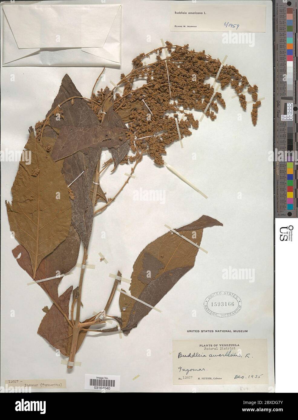 Buddleja americana L Buddleja americana L Stock Photo - Alamy
