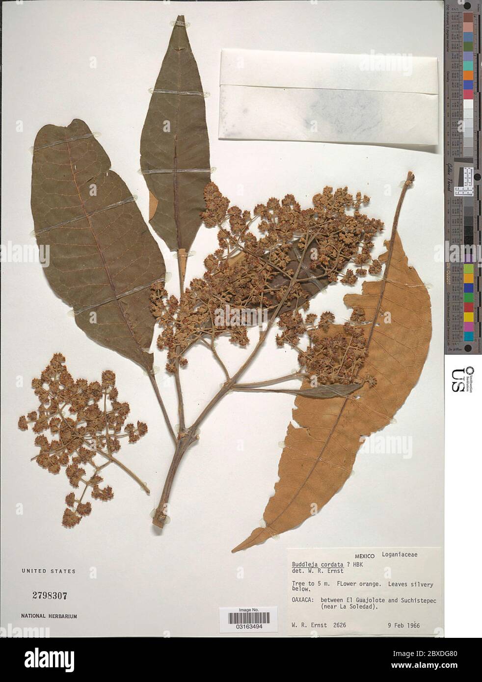 Buddleja cordata Kunth Buddleja cordata Kunth Stock Photo - Alamy