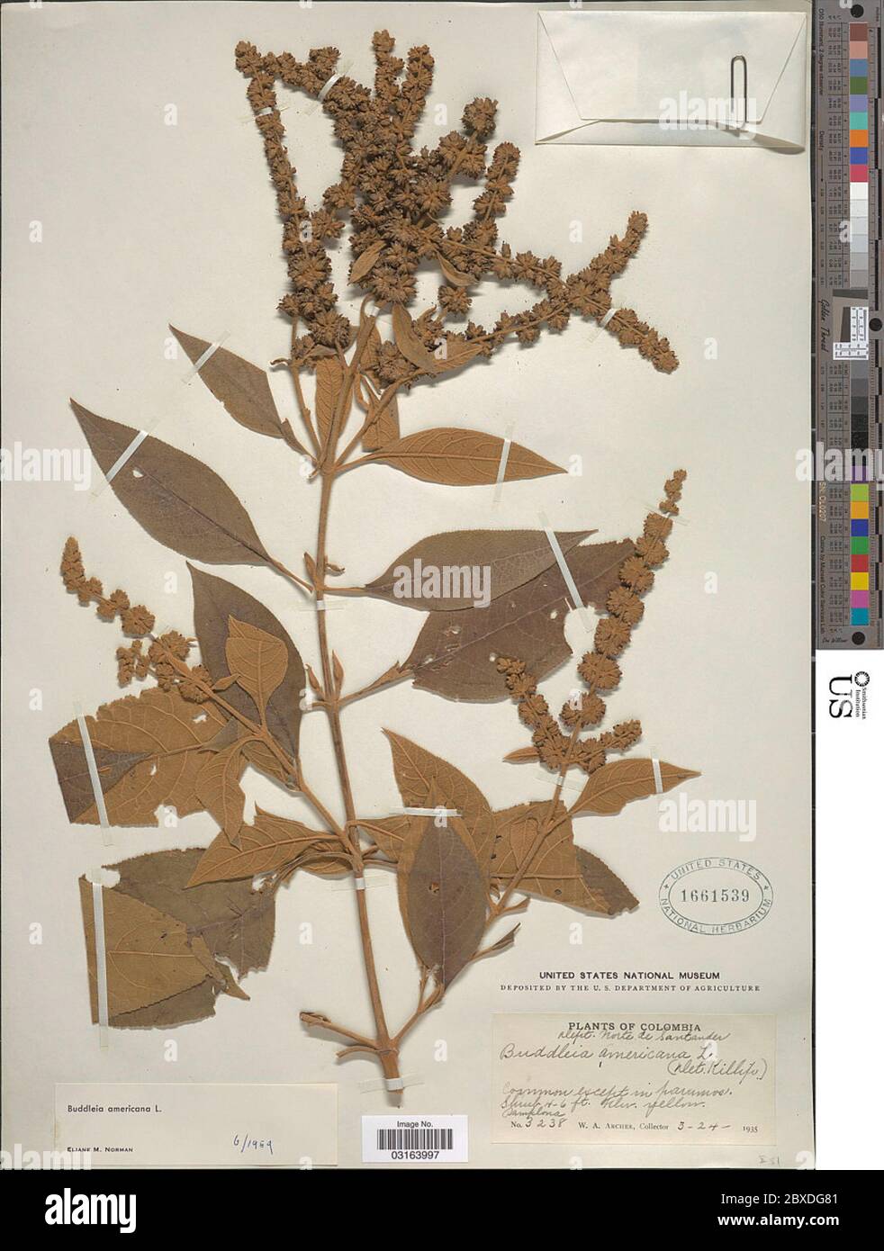 Buddleja americana L Buddleja americana L Stock Photo - Alamy