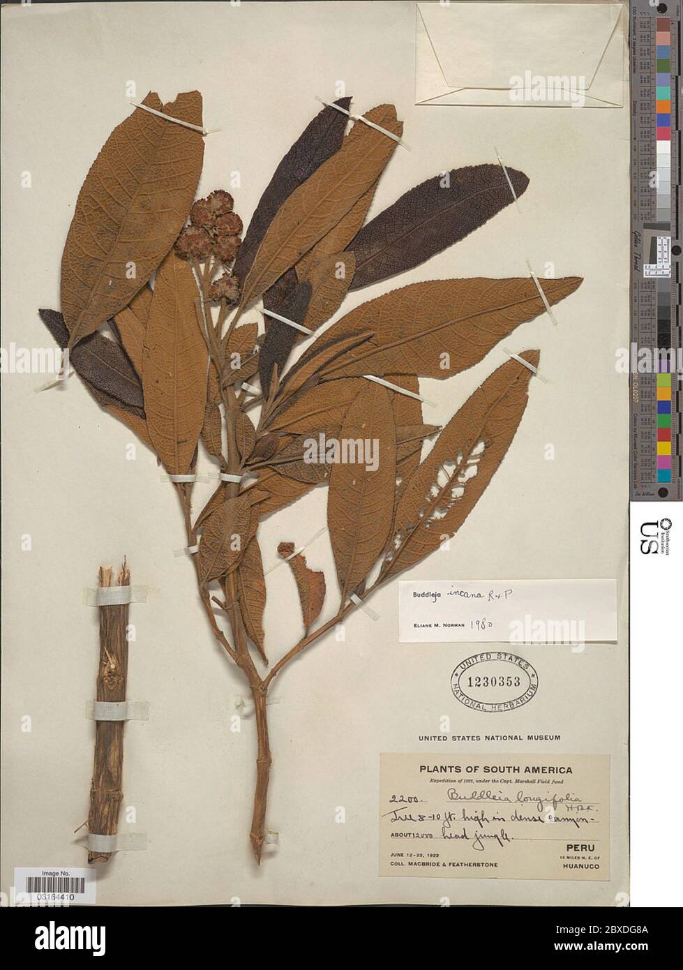 Buddleja incana Ruiz Pav Buddleja incana Ruiz Pav Stock Photo - Alamy