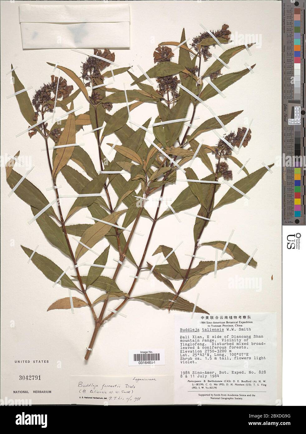 Buddleja forrestii Diels Buddleja forrestii Diels Stock Photo - Alamy