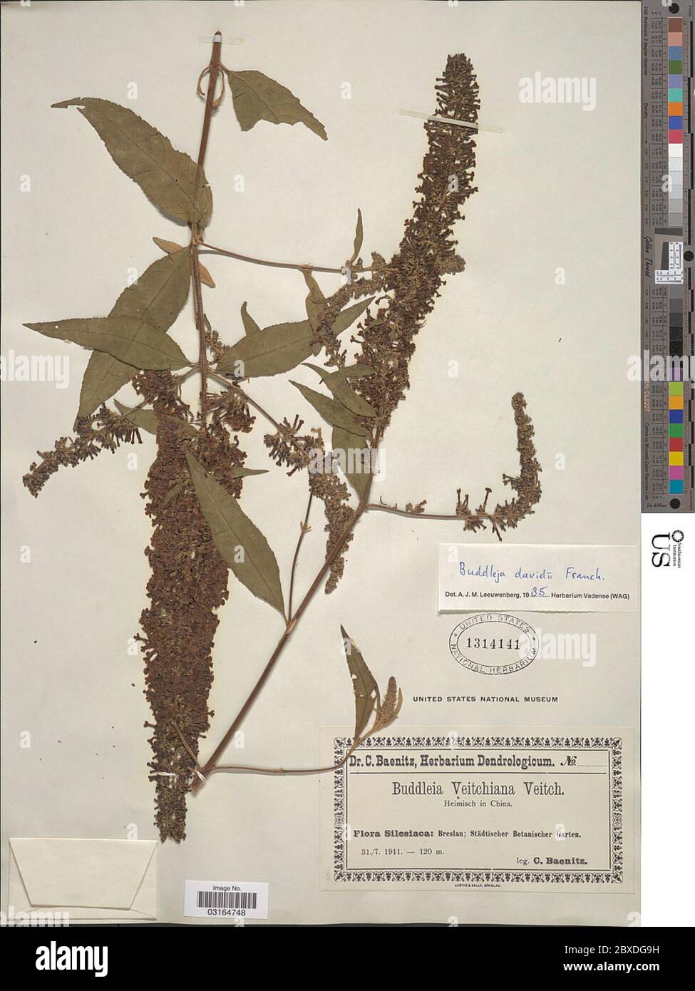 Buddleja davidii Franch Buddleja davidii Franch Stock Photo - Alamy