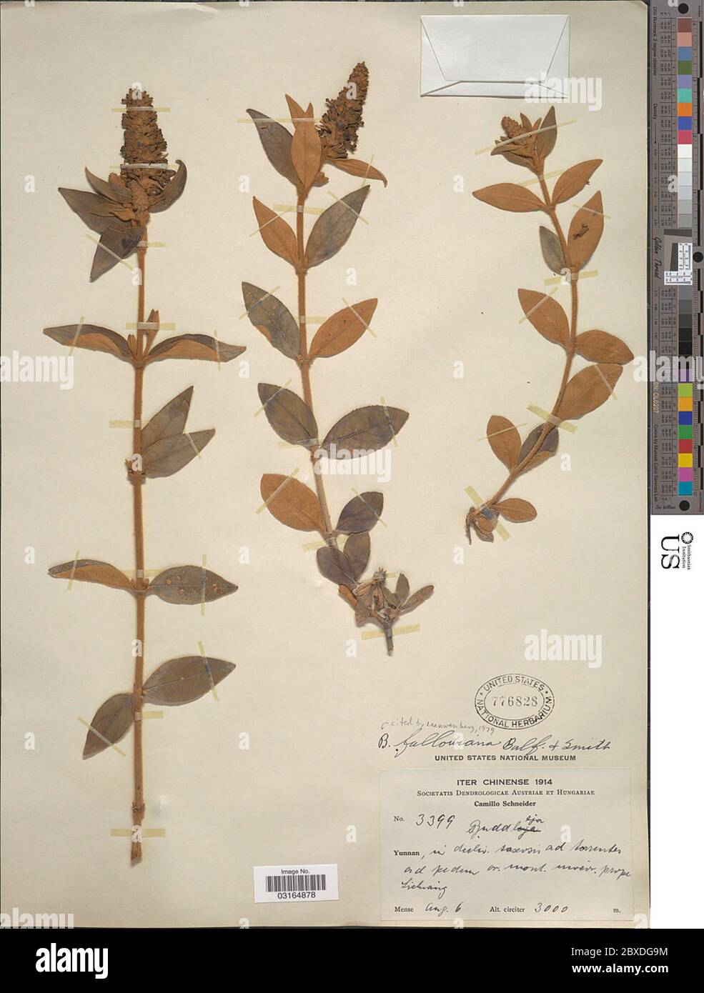 Buddleja fallowiana Balf f WW Sm Buddleja fallowiana Balf f WW Sm Stock ...