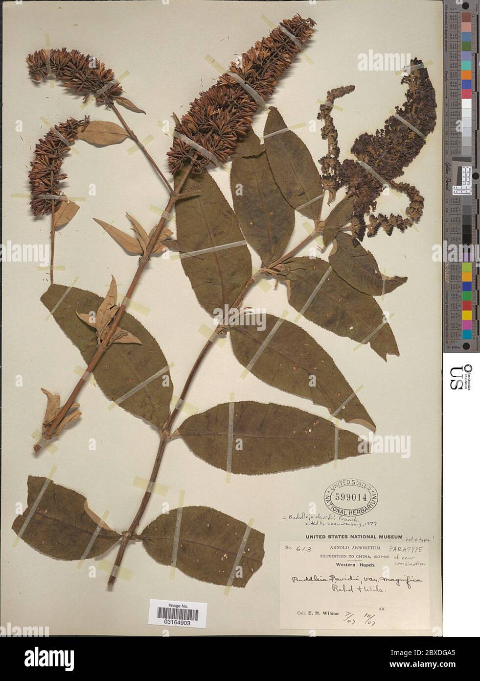 Buddleja davidii Franch Buddleja davidii Franch Stock Photo - Alamy