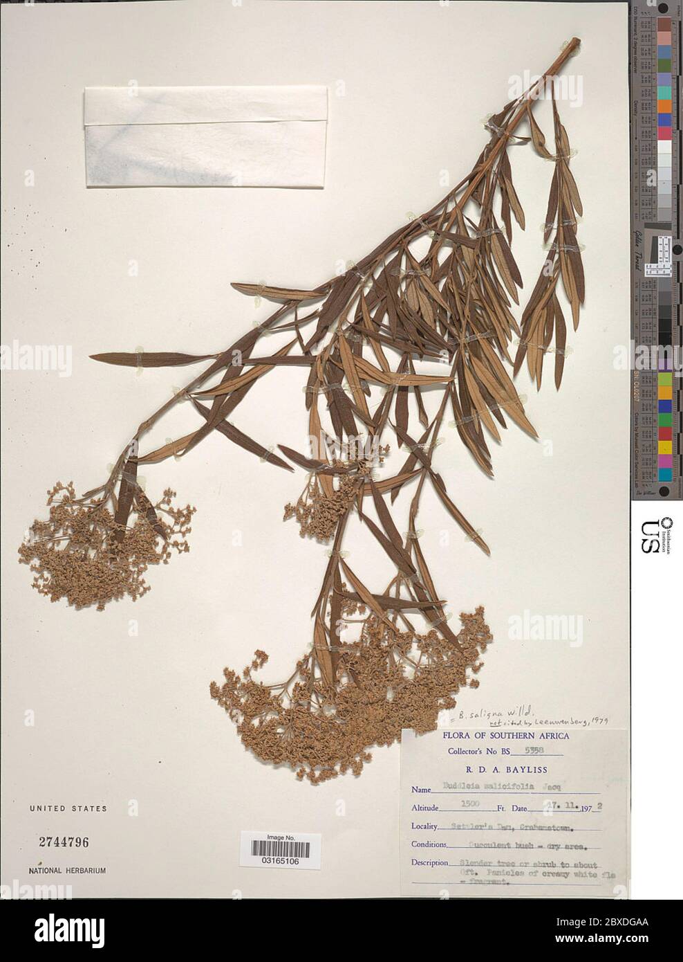 Buddleja saligna hi-res stock photography and images - Alamy