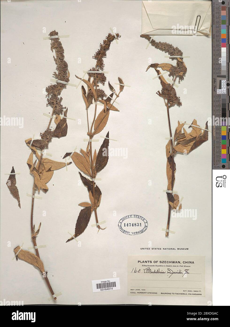 Buddleja davidii Franch Buddleja davidii Franch Stock Photo - Alamy