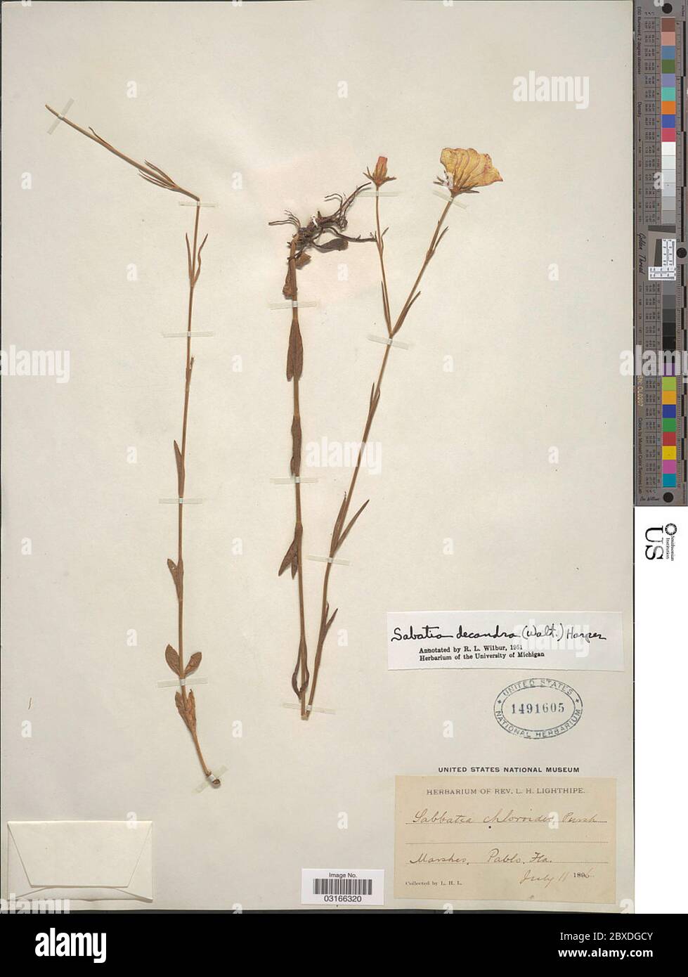 Sabatia decandra Walter Sabatia decandra Walter Stock Photo - Alamy