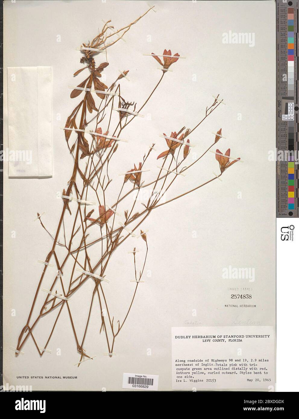 Sabatia Grandiflora High Resolution Stock Photography and Images - Alamy