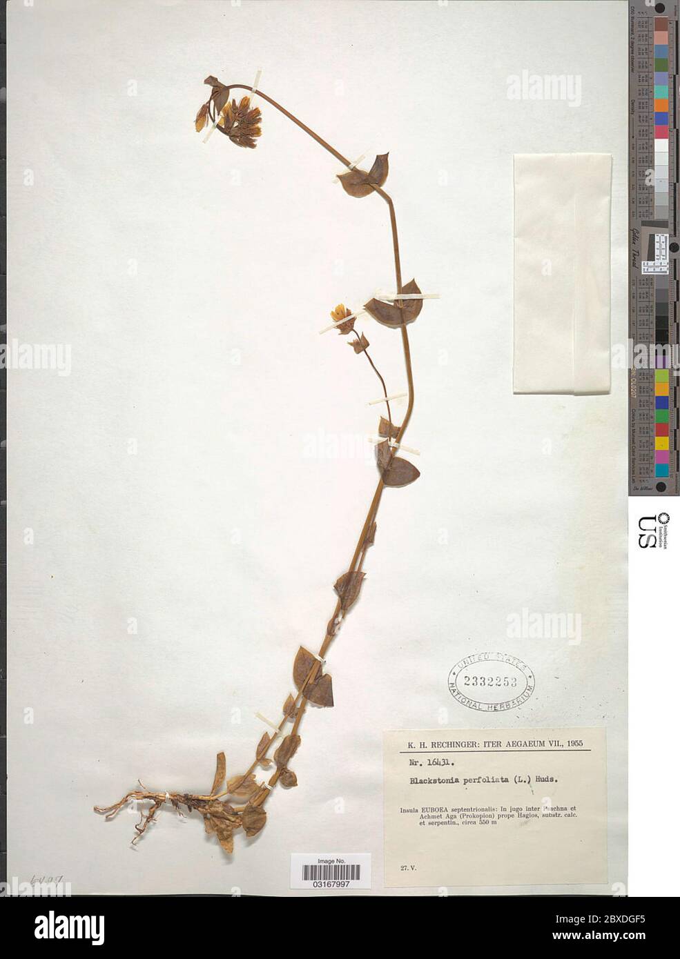 Chlora perfoliata Chlora perfoliata Stock Photo - Alamy