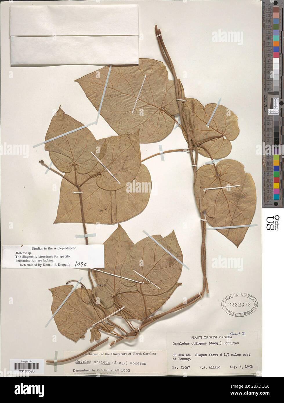 Matelea hi-res stock photography and images - Alamy