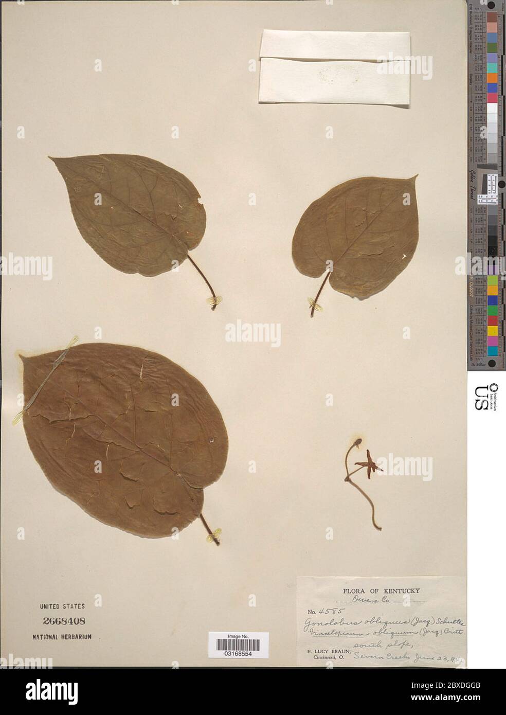 Matelea hi-res stock photography and images - Alamy