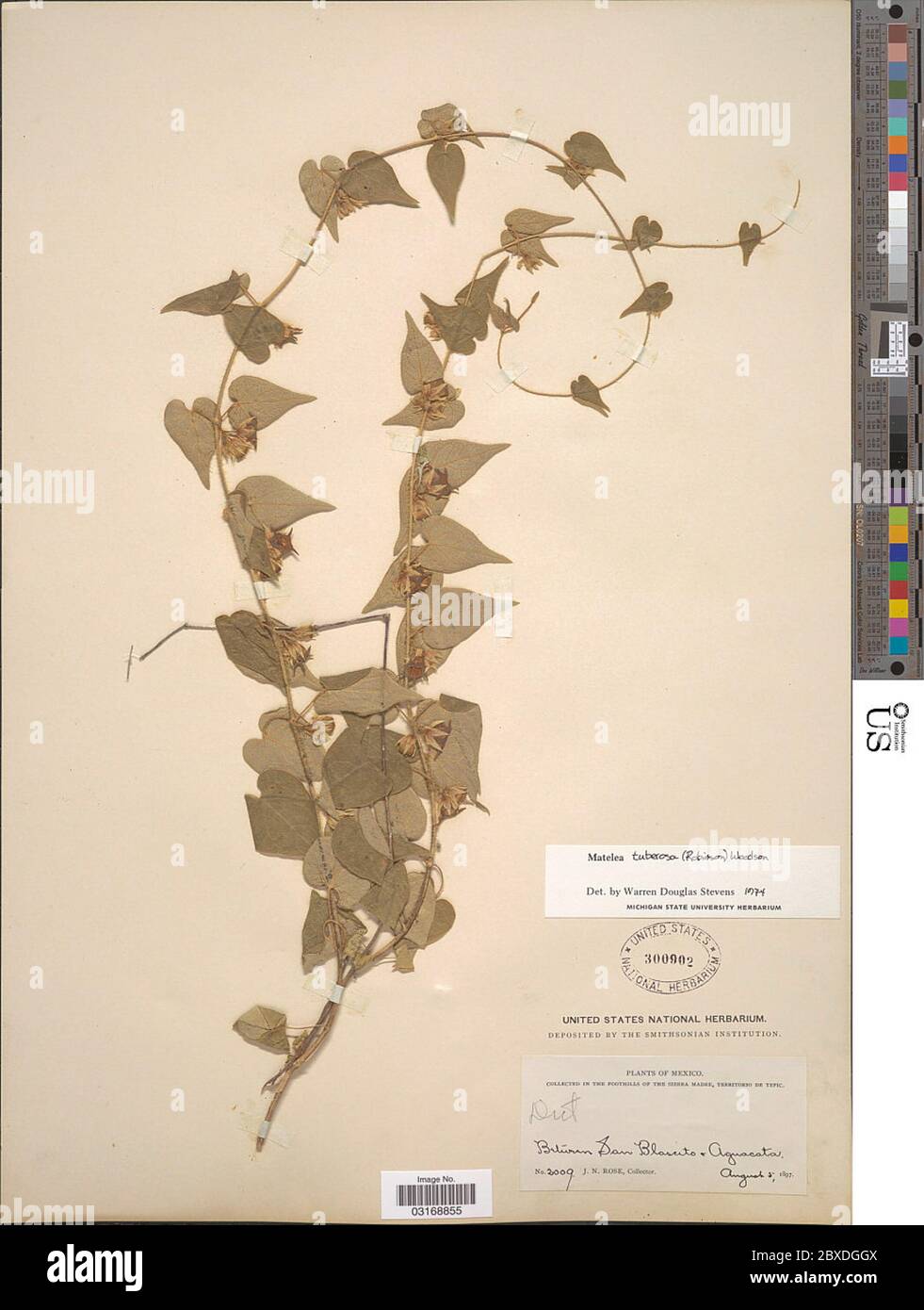 Matelea tuberosa BL Rob Woodson Matelea tuberosa BL Rob Woodson Stock ...