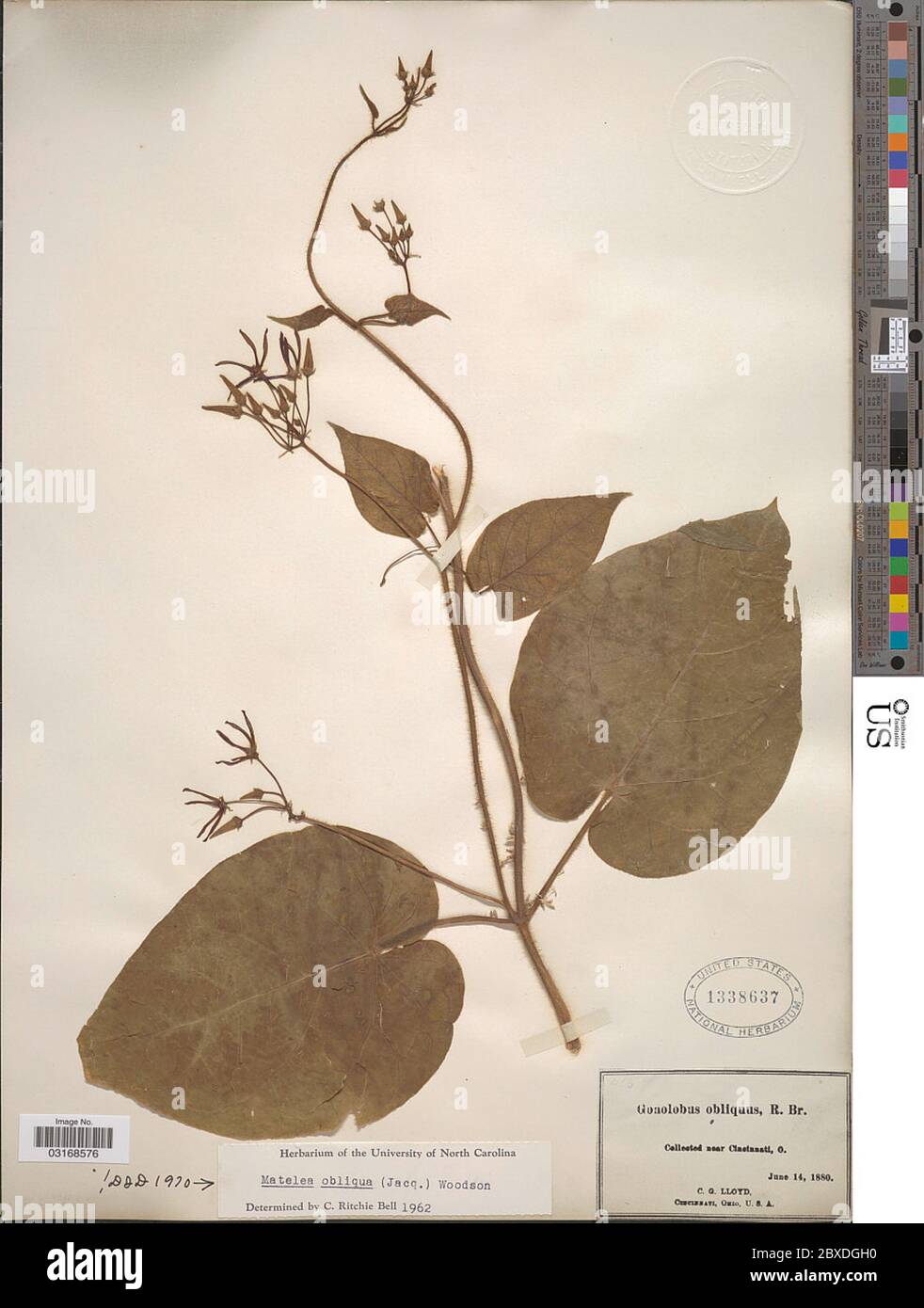 Matelea hi-res stock photography and images - Alamy