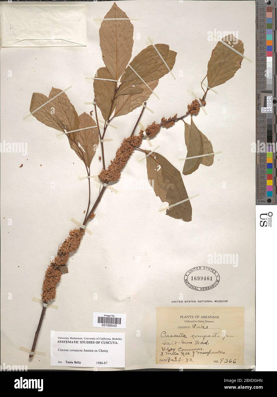 Cuscuta compacta hi-res stock photography and images - Alamy