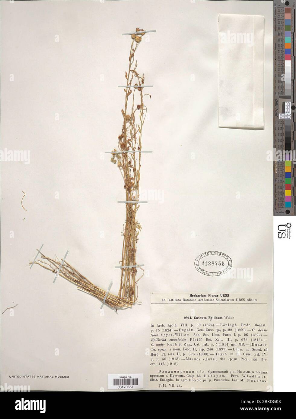 Cuscuta epilinum Weihe Cuscuta epilinum Weihe Stock Photo - Alamy