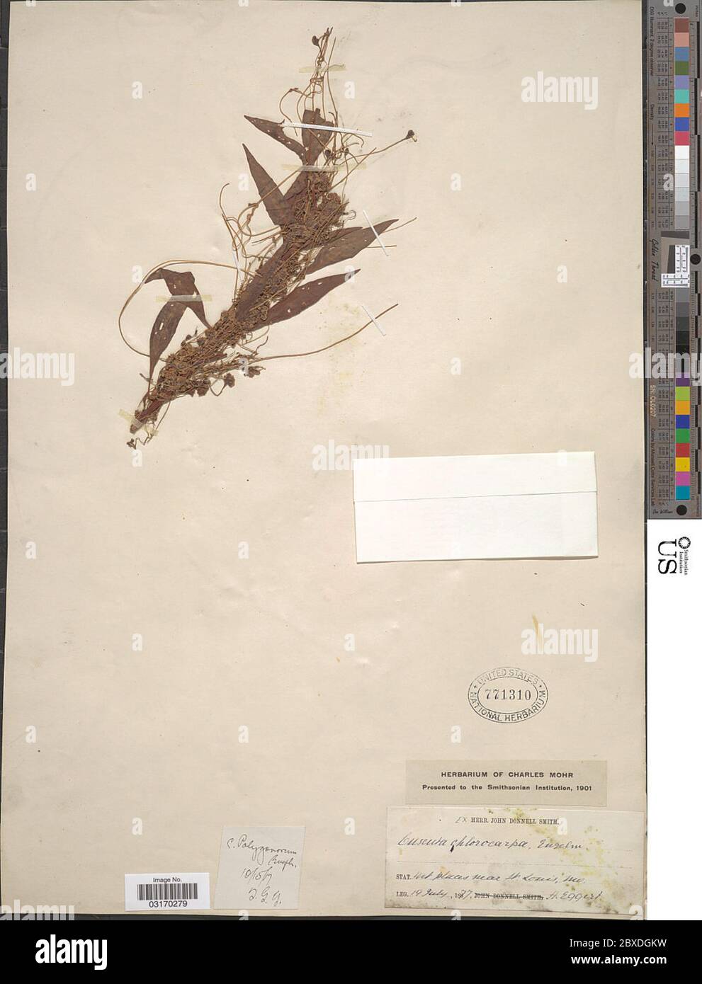 Cuscuta polygonorum Engelm Cuscuta polygonorum Engelm Stock Photo - Alamy