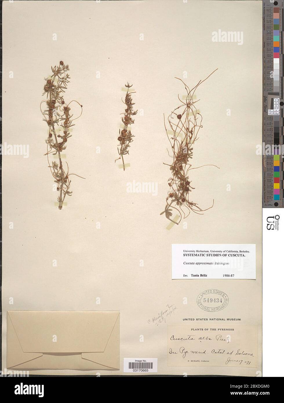 Cuscuta approximata hi-res stock photography and images - Alamy