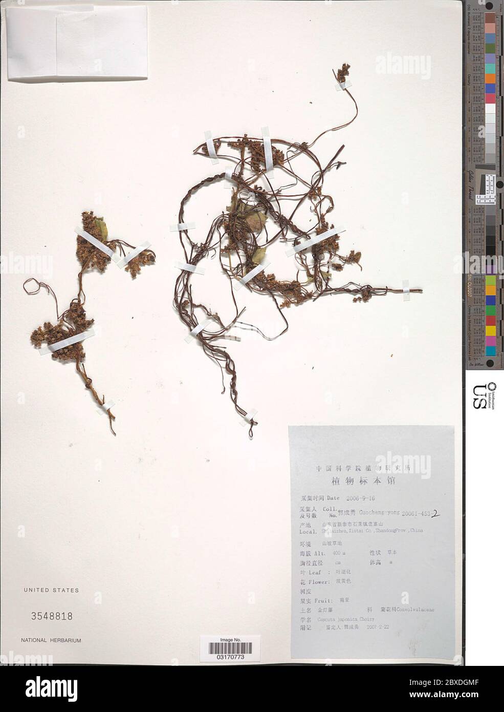 Cuscuta japonica hi-res stock photography and images - Alamy