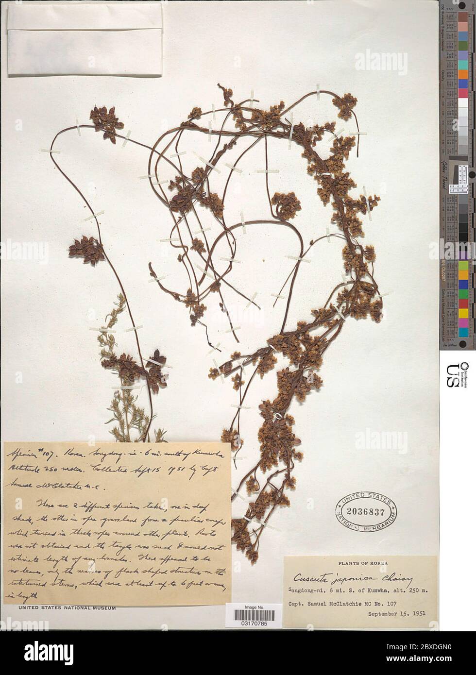 Cuscuta japonica Cuscuta japonica Stock Photo - Alamy