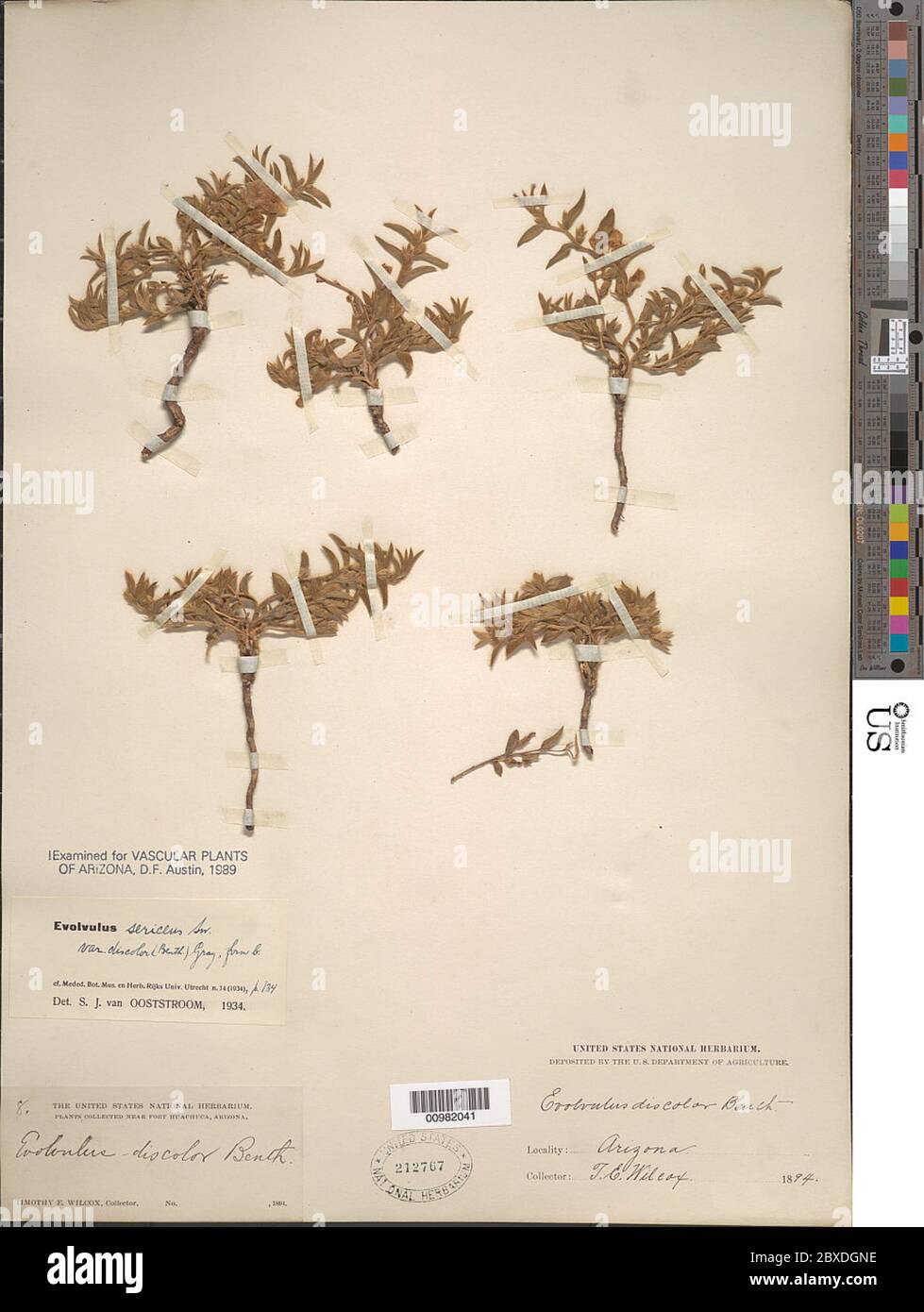 Evolvulus nuttallianus hi-res stock photography and images - Alamy