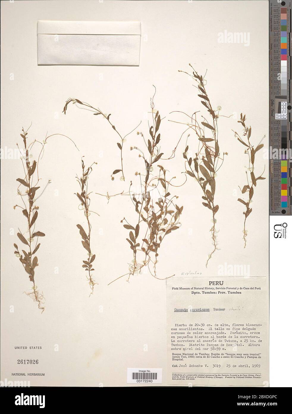 Evolvulus sericeus Sw Evolvulus sericeus Sw Stock Photo - Alamy