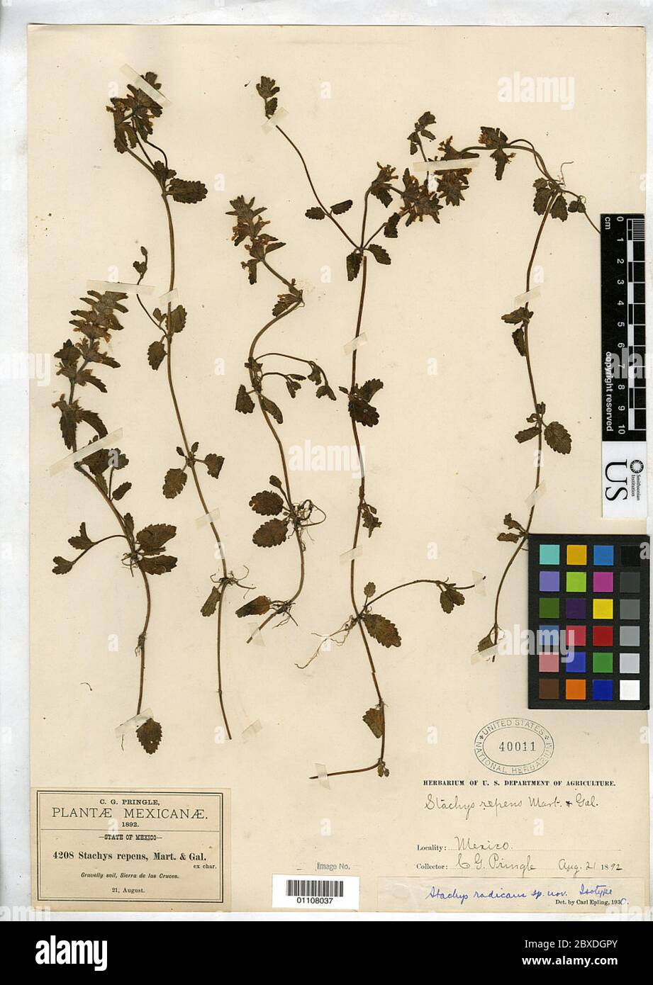 Stachys radicans Epling Stachys radicans Epling Stock Photo - Alamy