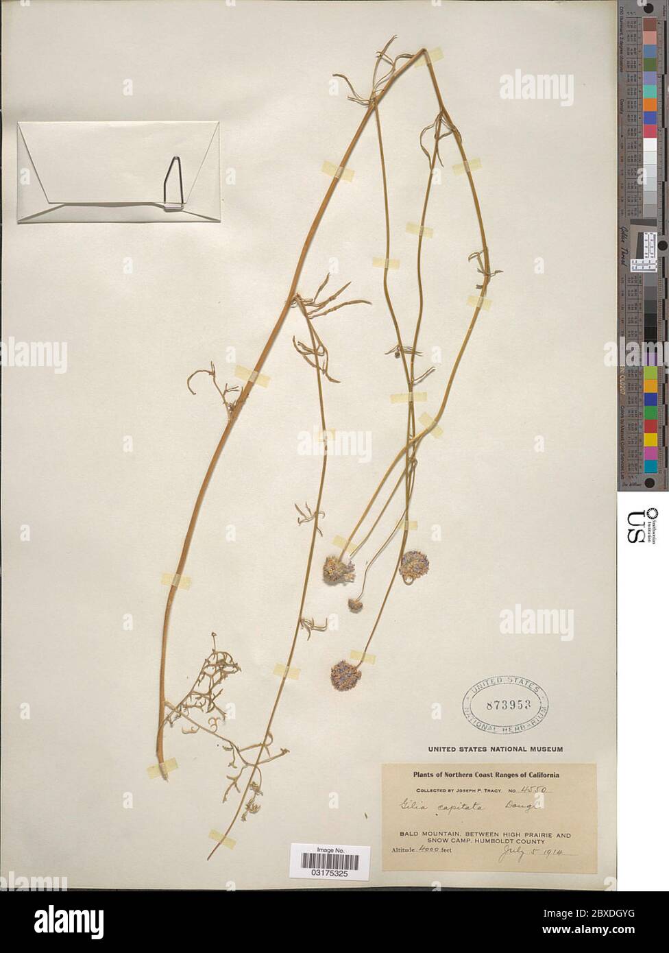 Gilia capitata hi-res stock photography and images - Alamy