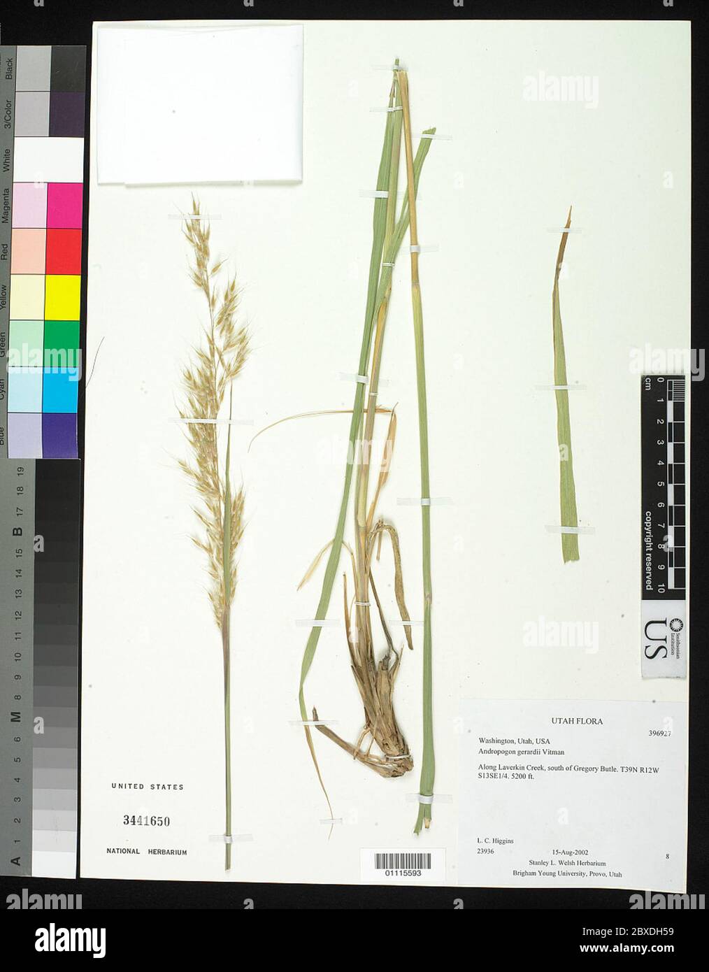 Andropogon gerardii hi-res stock photography and images - Alamy