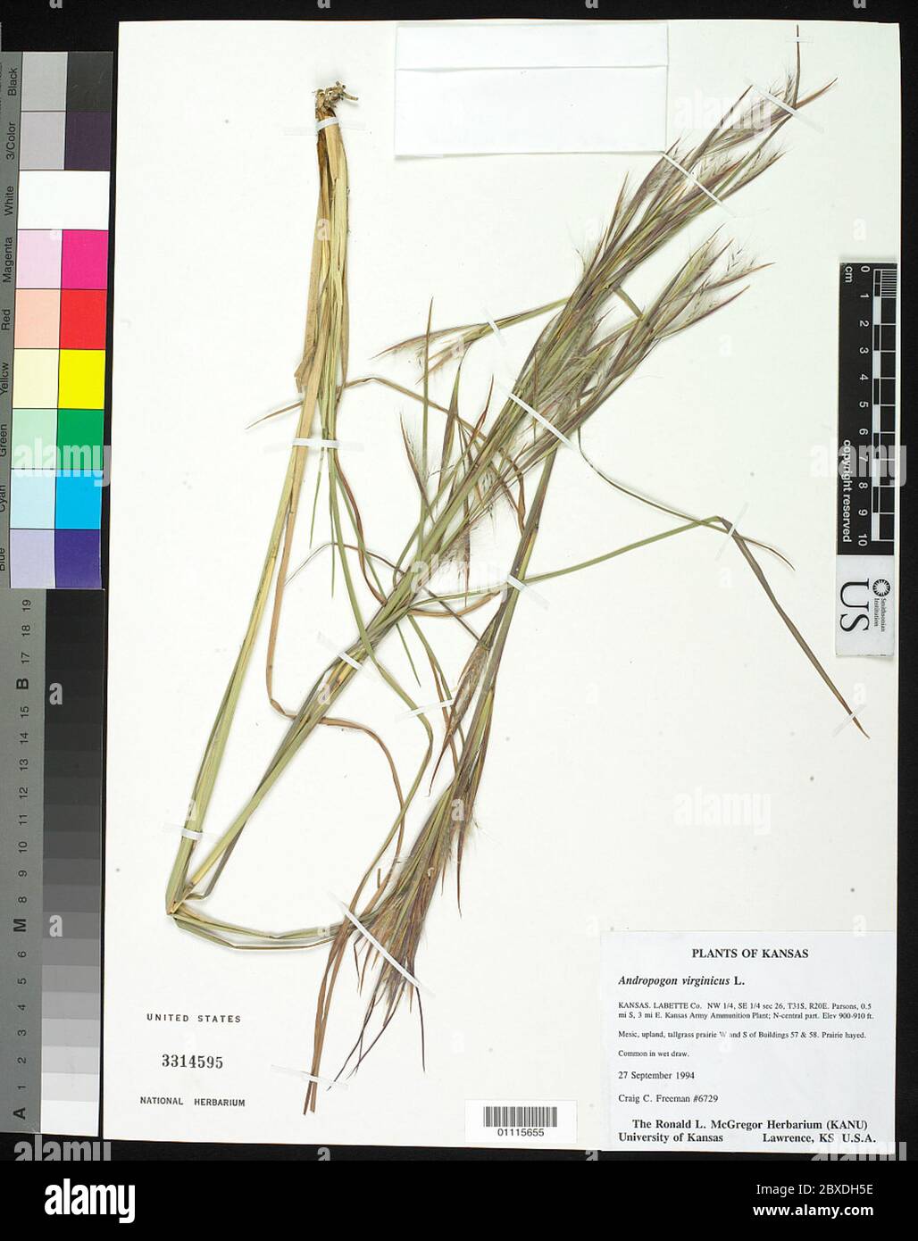 Andropogon virginicus L Andropogon virginicus L Stock Photo - Alamy