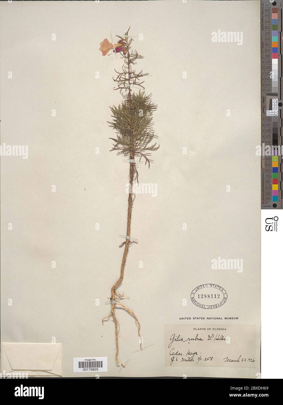 Ipomopsis rubra hi-res stock photography and images - Alamy