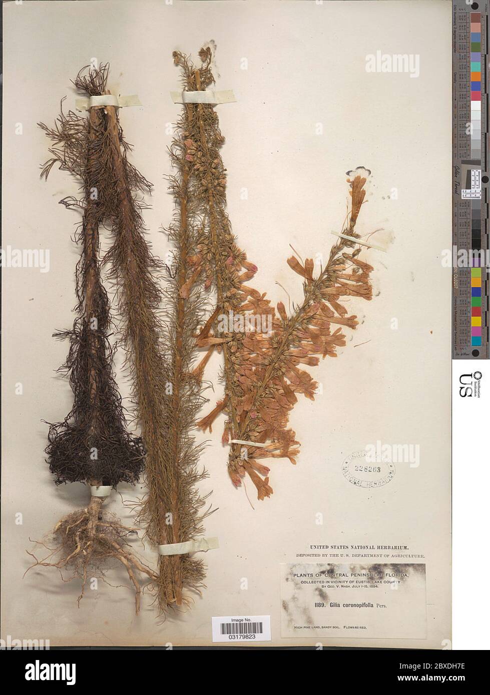 Ipomopsis rubra hi-res stock photography and images - Alamy