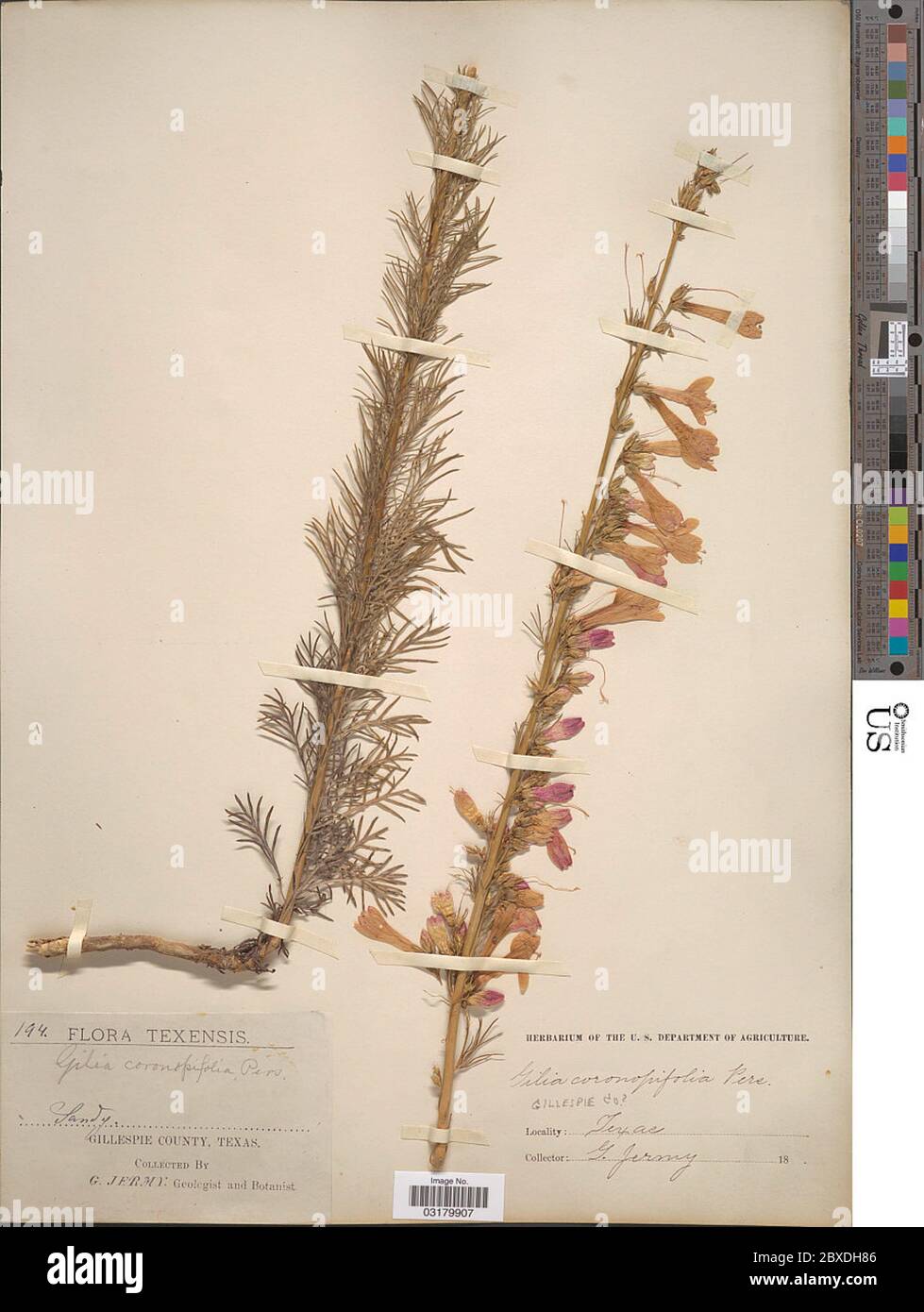 Ipomopsis rubra hi-res stock photography and images - Alamy