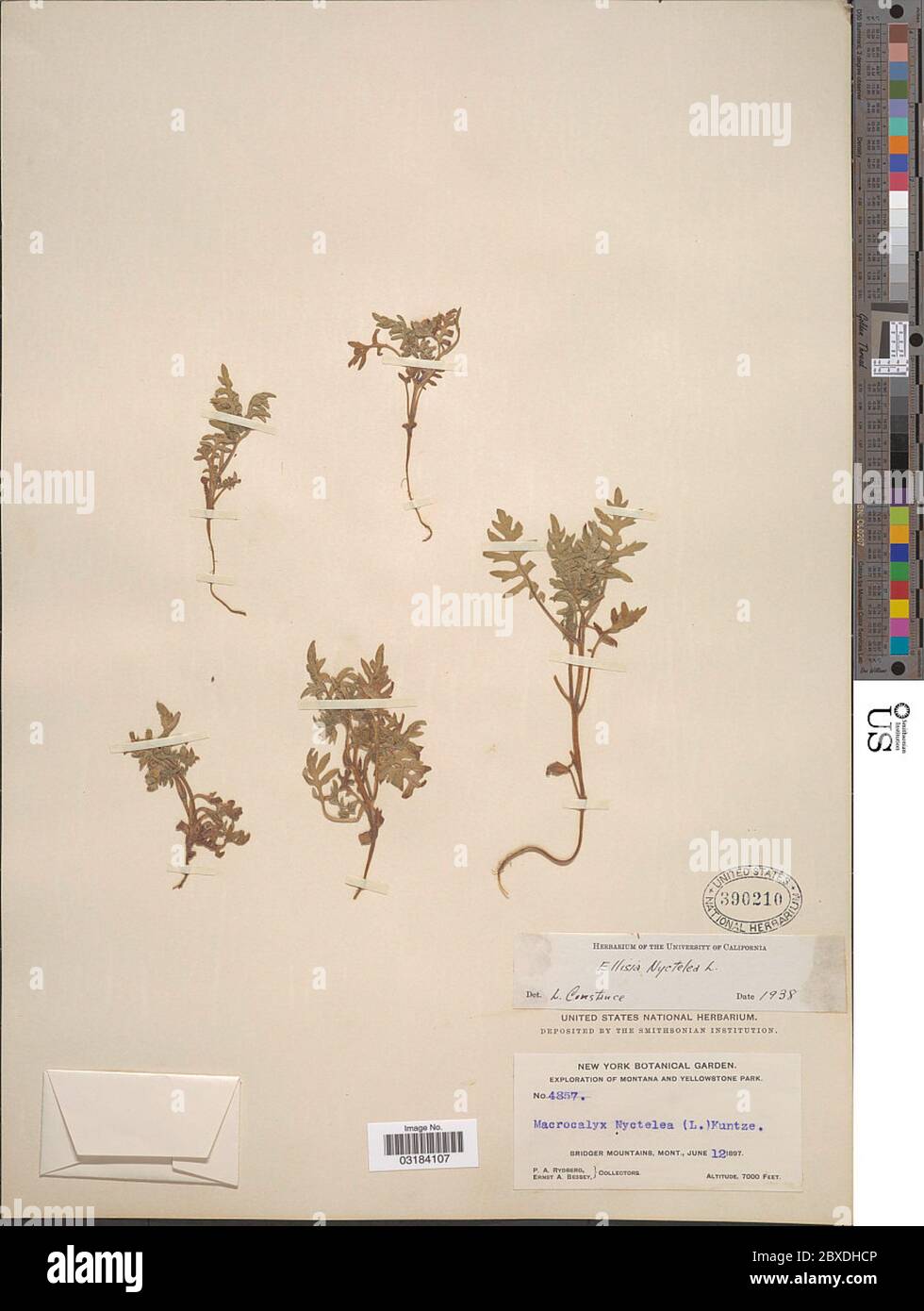 Ellisia nyctelea L Ellisia nyctelea L Stock Photo - Alamy