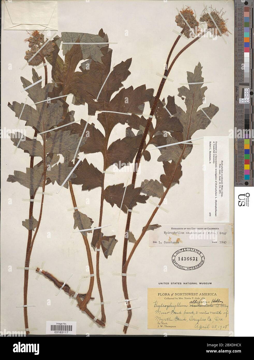 Hydrophyllum occidentale S Watson A Gray Hydrophyllum occidentale S ...