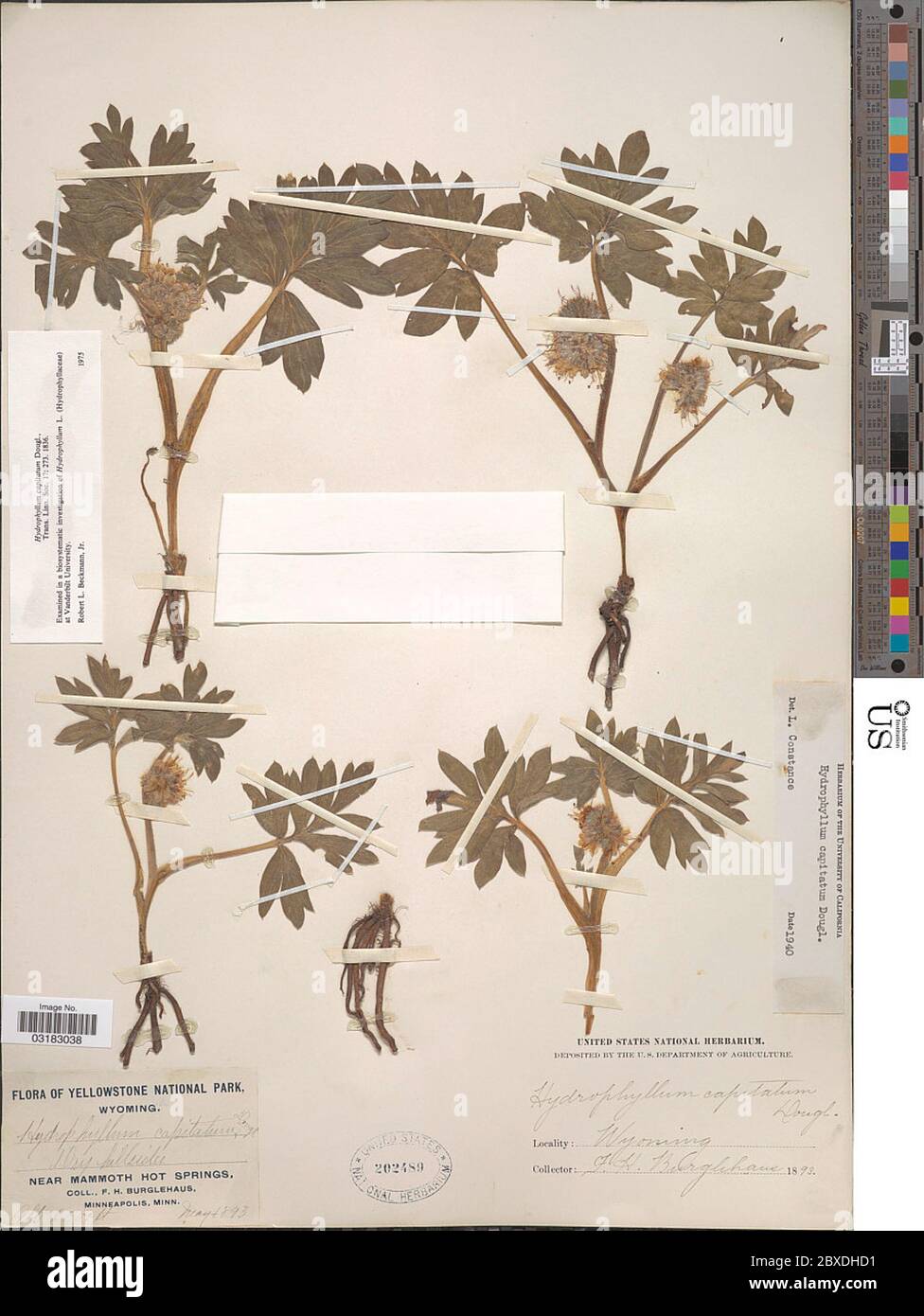 Hydrophyllum capitatum hi-res stock photography and images - Alamy