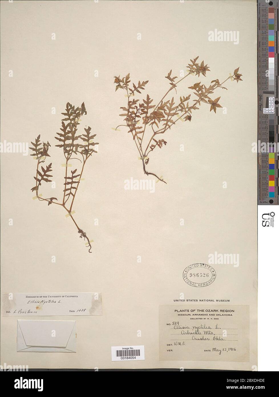 Ellisia nyctelea L Ellisia nyctelea L Stock Photo - Alamy