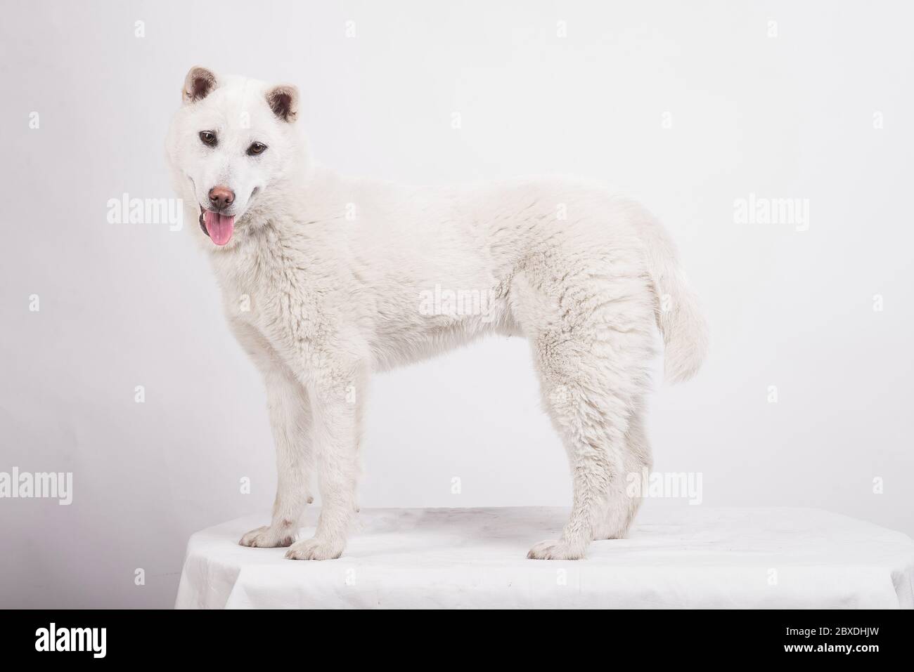 Japanese akita dog teeth hi-res stock photography and images - Alamy