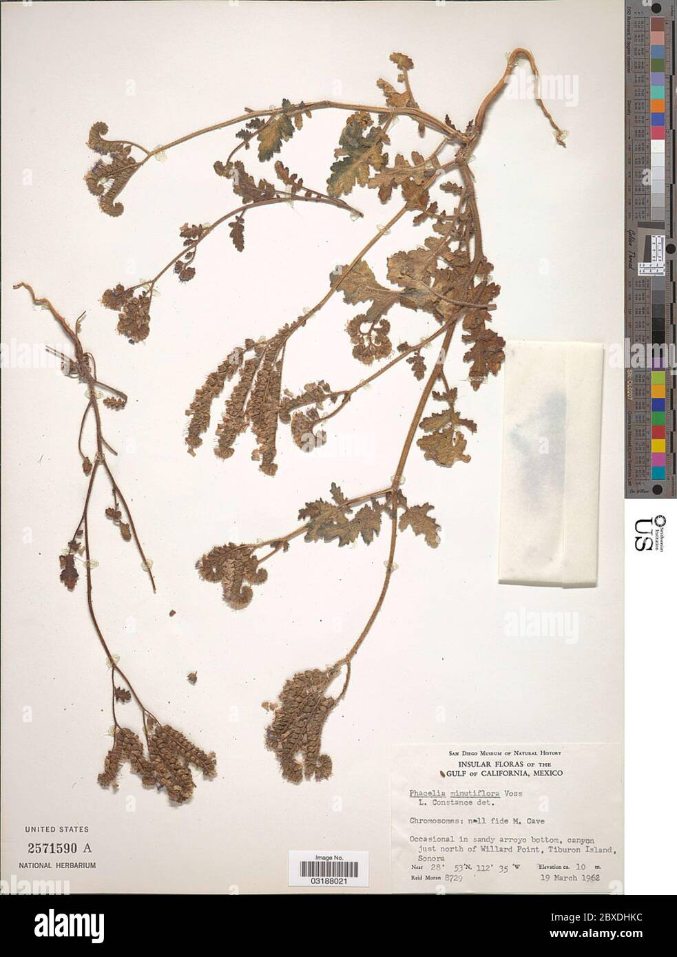 Phacelia minutiflora JW Voss ex Munz Phacelia minutiflora JW Voss ex ...