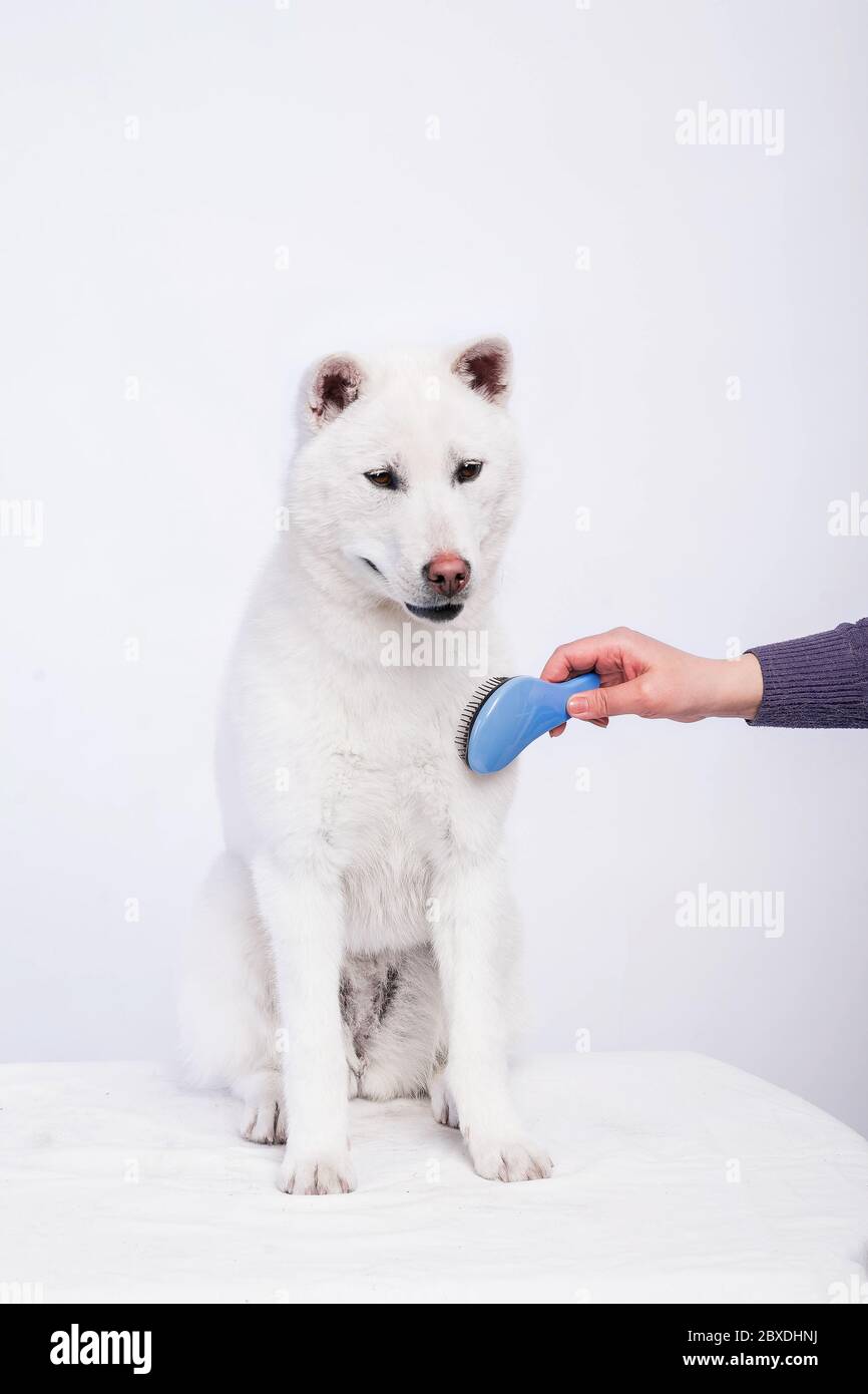 Kishu Inu white japanese beautiful dog middle size Stock Photo - Alamy