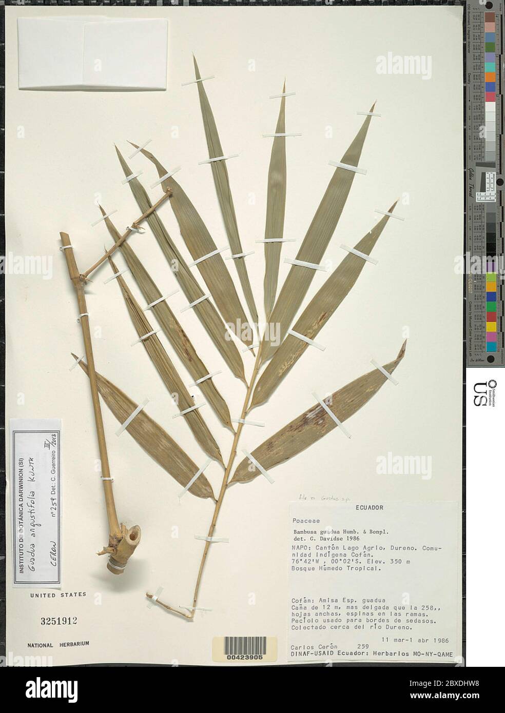 Guadua hi-res stock photography and images - Alamy