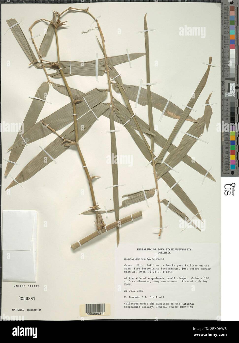 Amplexifolia hi-res stock photography and images - Alamy