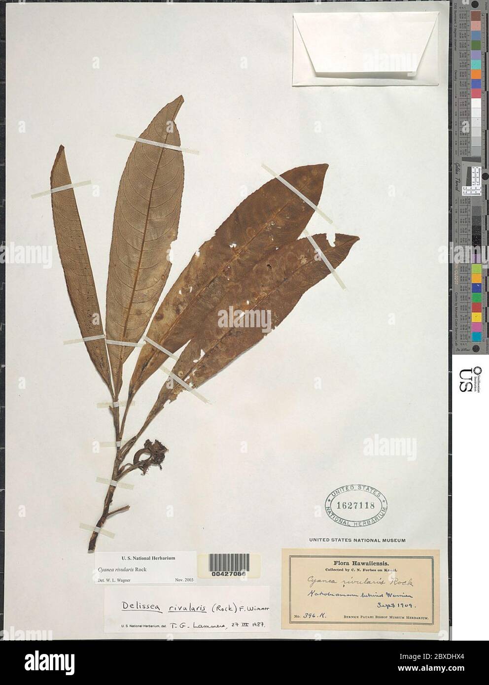 Cyanea rivularis Rock Cyanea rivularis Rock Stock Photo - Alamy