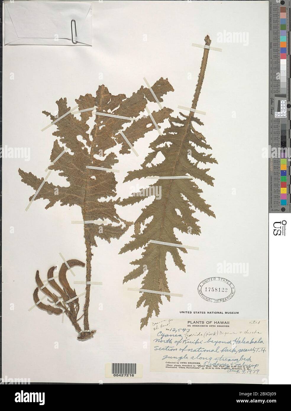 Cyanea horrida Rock O Deg Hosaka Cyanea horrida Rock O Deg Hosaka Stock ...